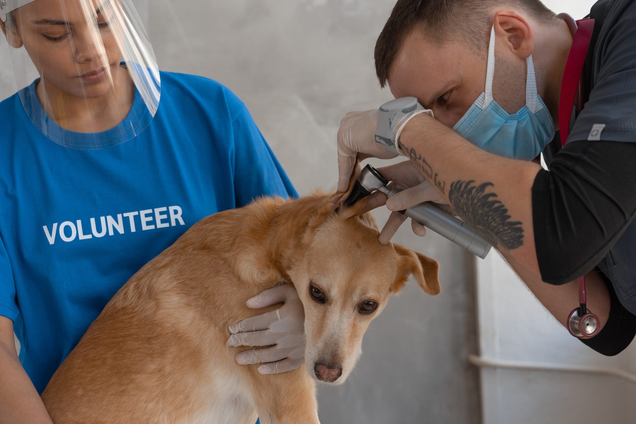 How Much Does A Vet Tech Make Comtriokini how-much-does-a-vet-tech-make-comtriokini